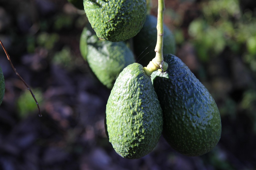 The Natural Beauty Benefits of the Always Amazing Avocado | Sevani